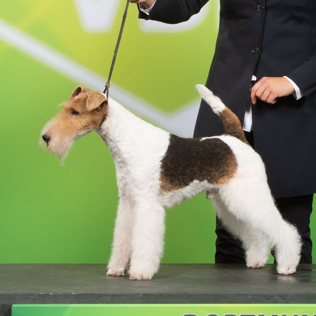 Wire Fox Terrier - The Breed Archive