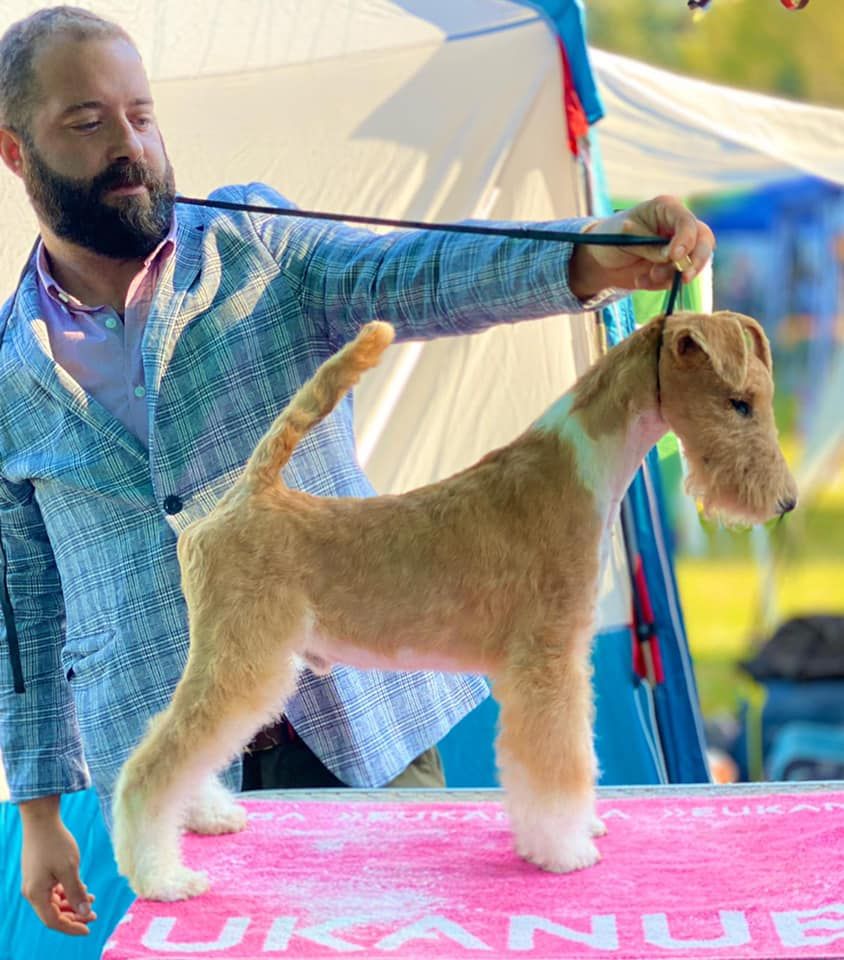 Wire Fox Terrier - The Breed Archive